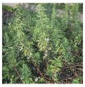 Tisane d'Armoise - Artemisia vulgaris - feuille en vrac | Herbonata